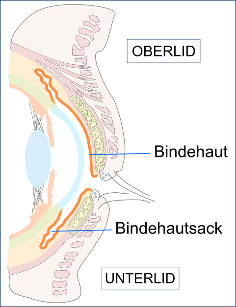 Augenarztpraxis Scholl Augustin - Das Auge