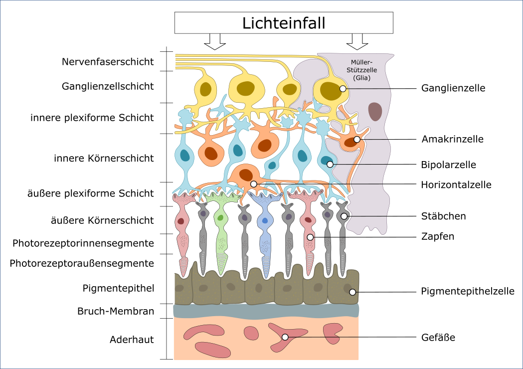Augenarztpraxis Scholl Augustin - Netzhaut und Glaskörper