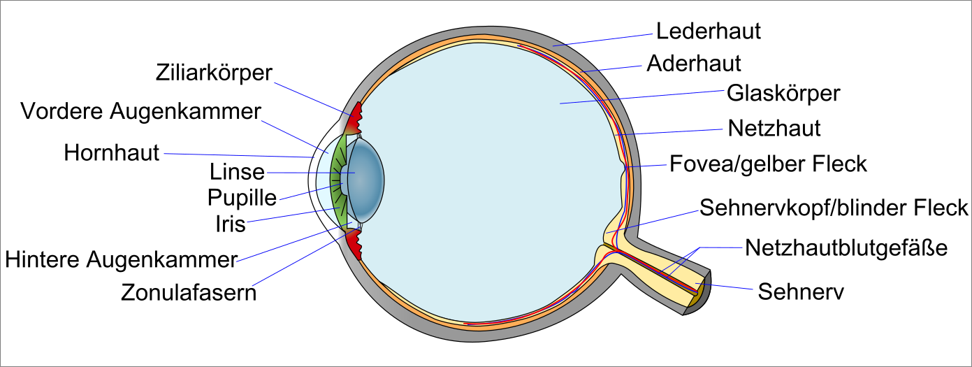Augenarztpraxis Scholl Augustin - Das Auge